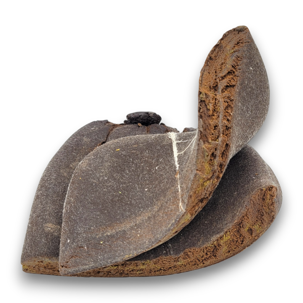 Red Lebanese - Import - Magic's Corner